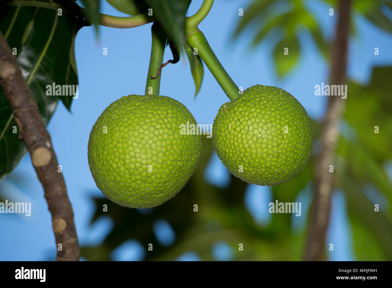 Breadfruit tree flower hi-res stock photography and images - Alamy