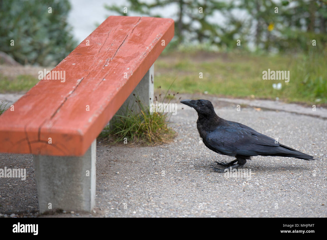 Raven standing on branch hi-res stock photography and images - Alamy