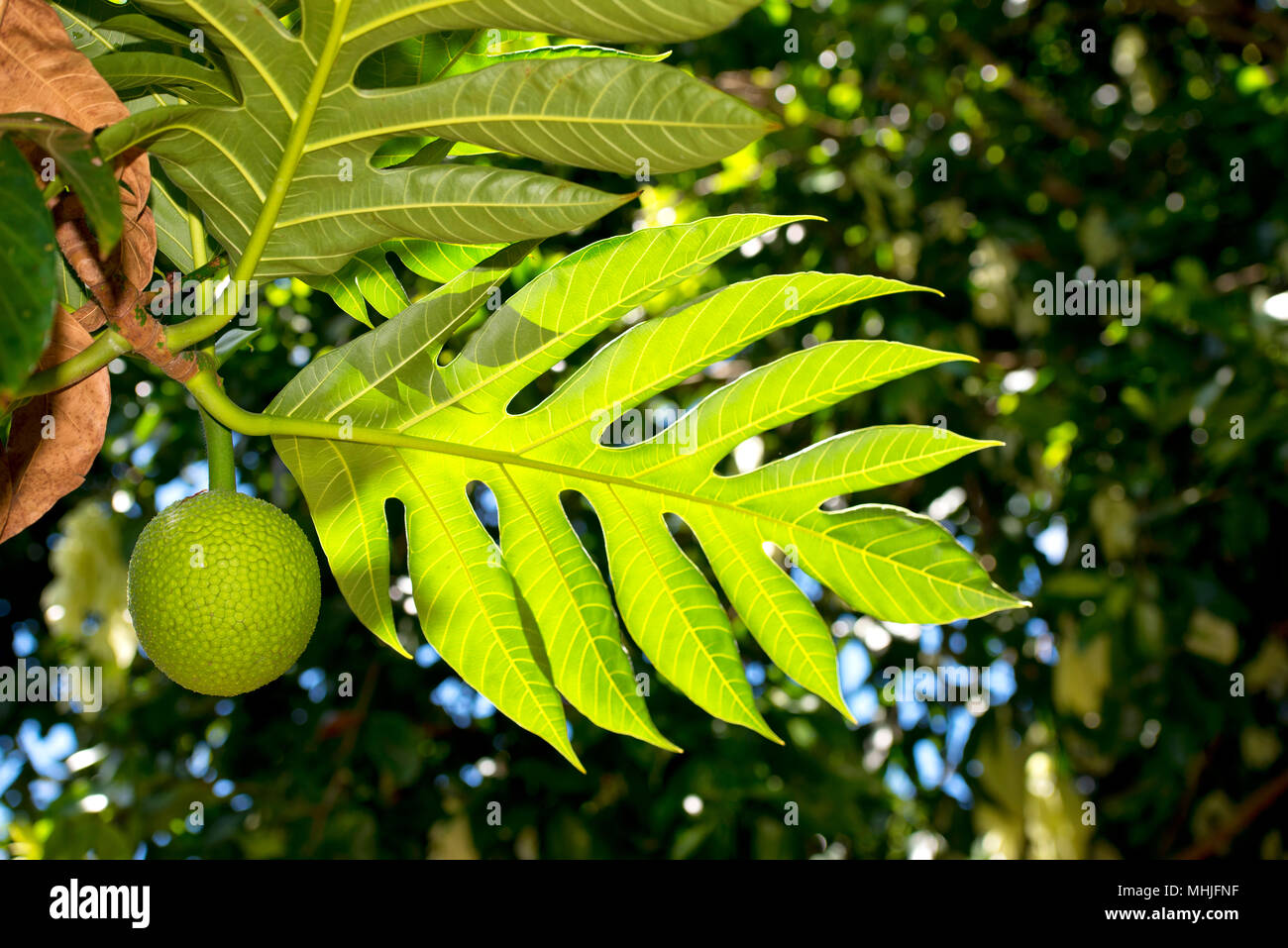 Breadfruit tree flower hi-res stock photography and images - Alamy