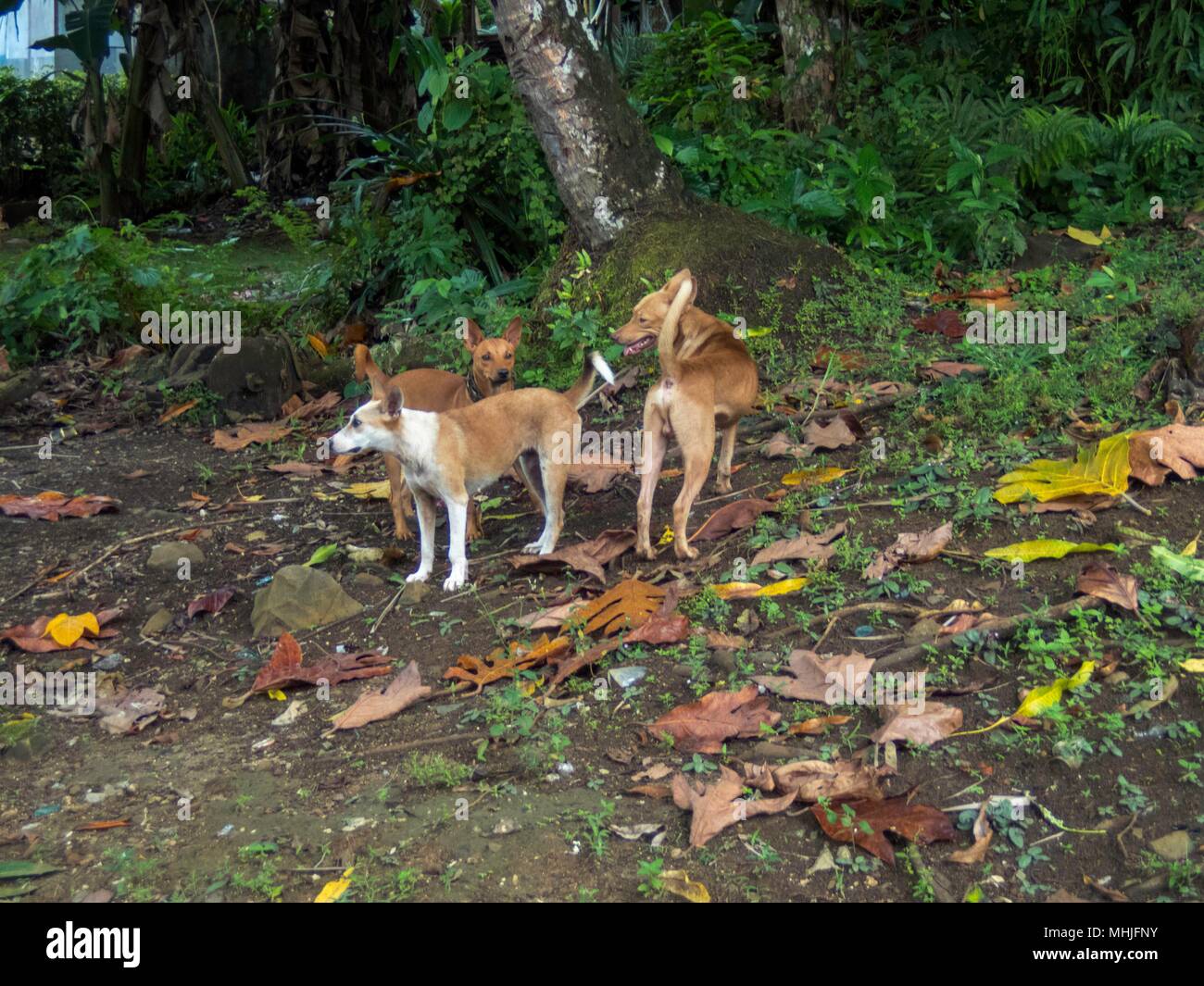 Tonoas island hi-res stock photography and images - Alamy