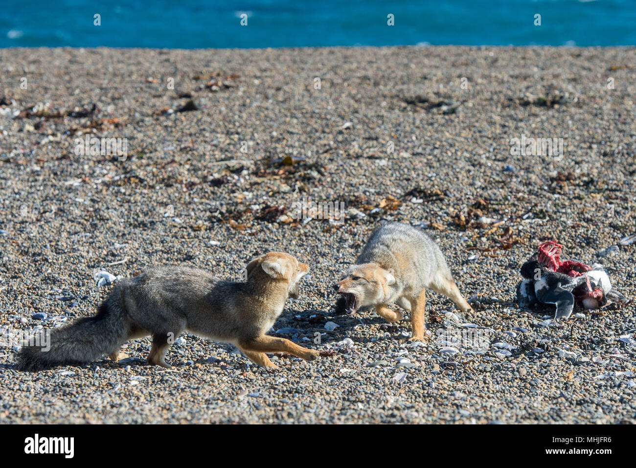 Penguin and fox hi-res stock photography and images - Alamy