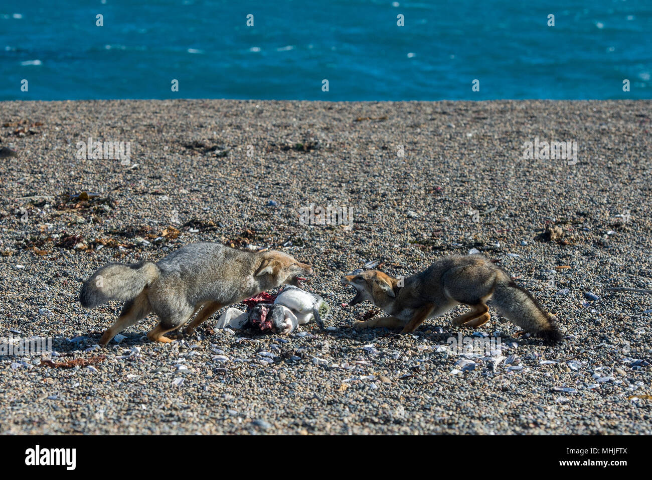 grey fox eating a penguin and fighting Stock Photo - Alamy