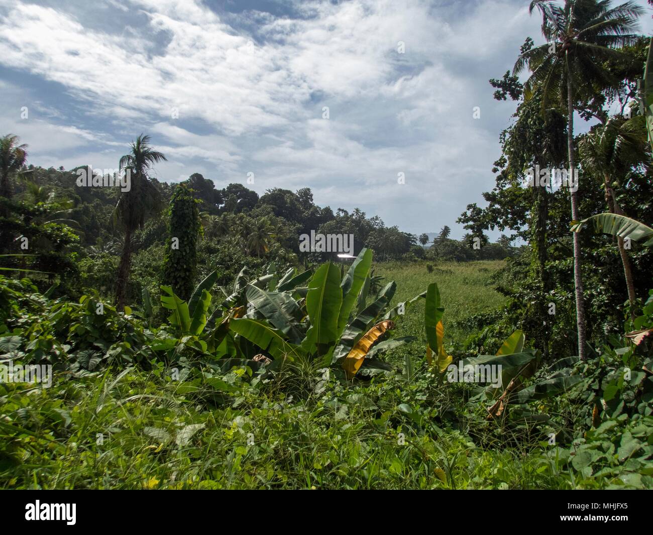 The lush green vegetation of Tonoas Island, Truk Lagoon Stock Photo - Alamy