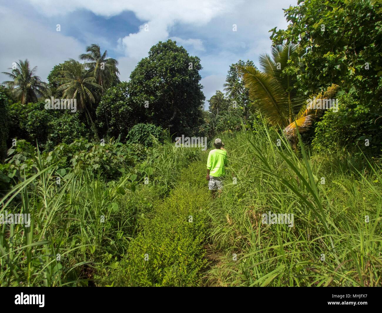 The lush green vegetation of Tonoas Island, Truk Lagoon Stock Photo - Alamy