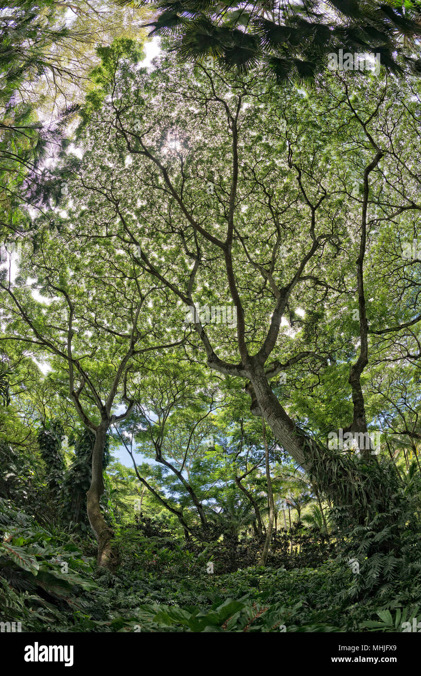 Inside tropical rainforest in Hawaii at Arlington botanical gardens ...