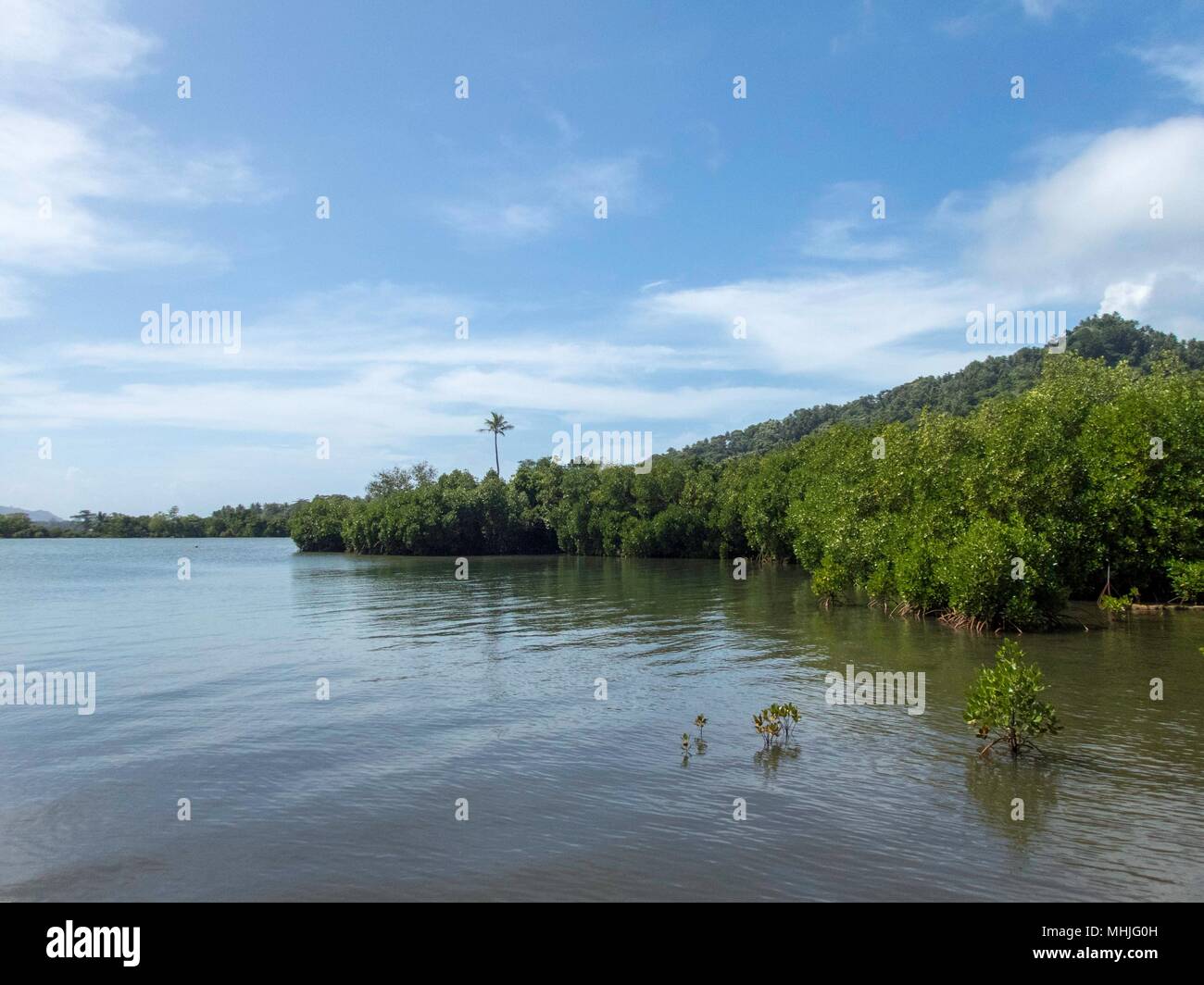 The mangroves on Tonoas Island, Truk Lagoon Stock Photo - Alamy