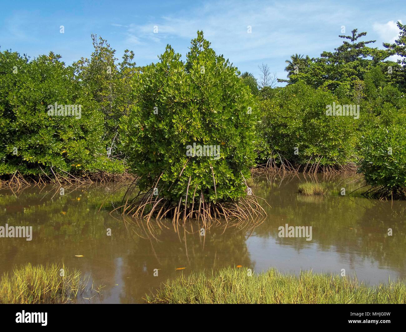 The mangroves on Tonoas Island, Truk Lagoon Stock Photo - Alamy