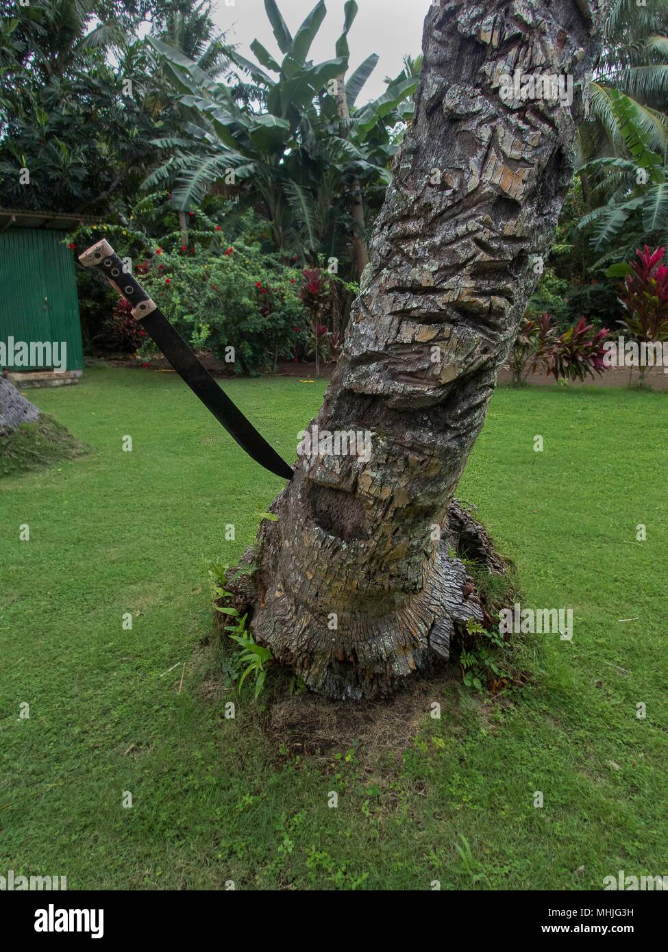 A large machete embedded in a palm tree on Eten Island, Truk Lagoon ...