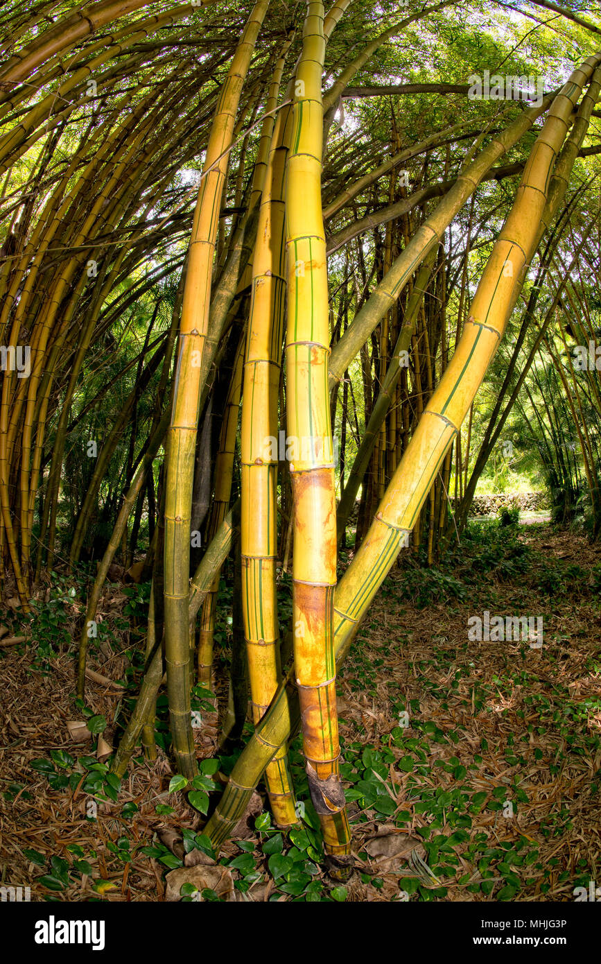 Inside a giant bamboo forest Stock Photo - Alamy