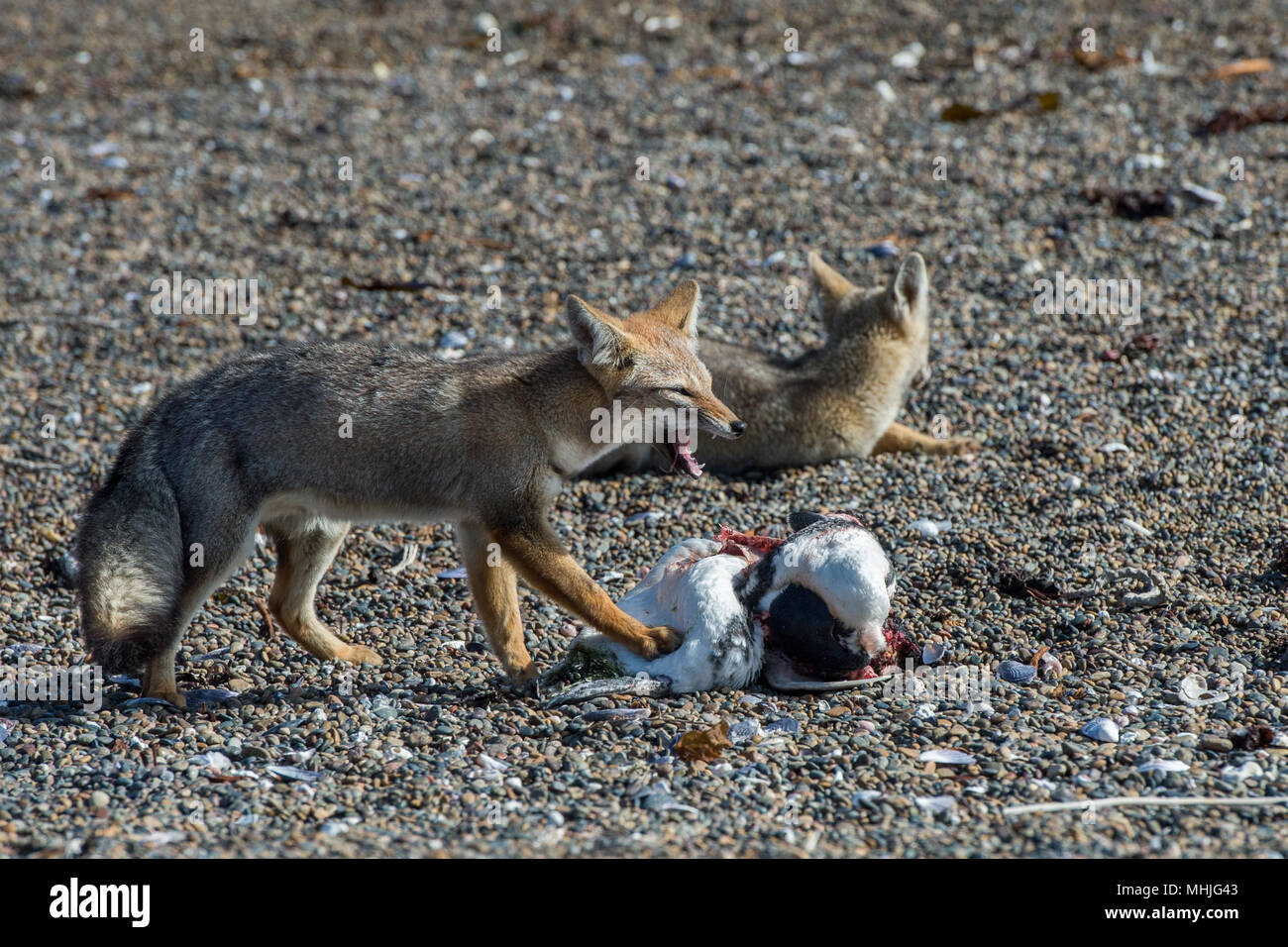 Patagonian Grey Fox Stock Photos & Patagonian Grey Fox Stock Images - Alamy
