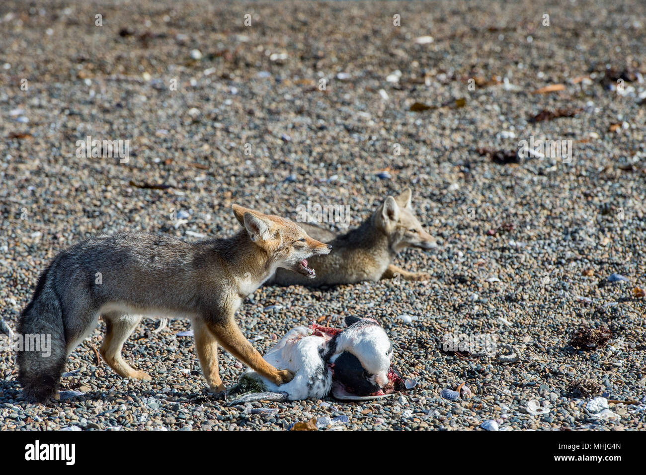 Penguin hunting for food hi-res stock photography and images - Alamy