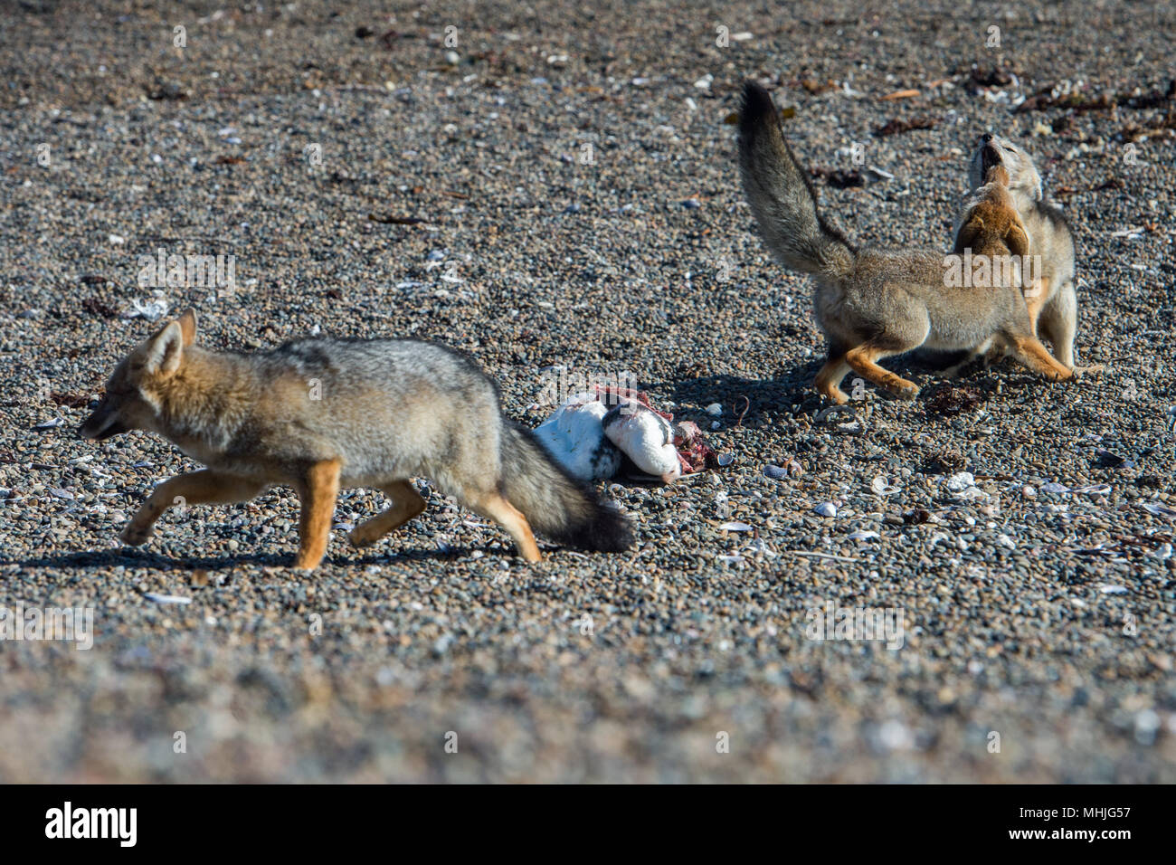 grey fox eating a penguin and fighting Stock Photo - Alamy
