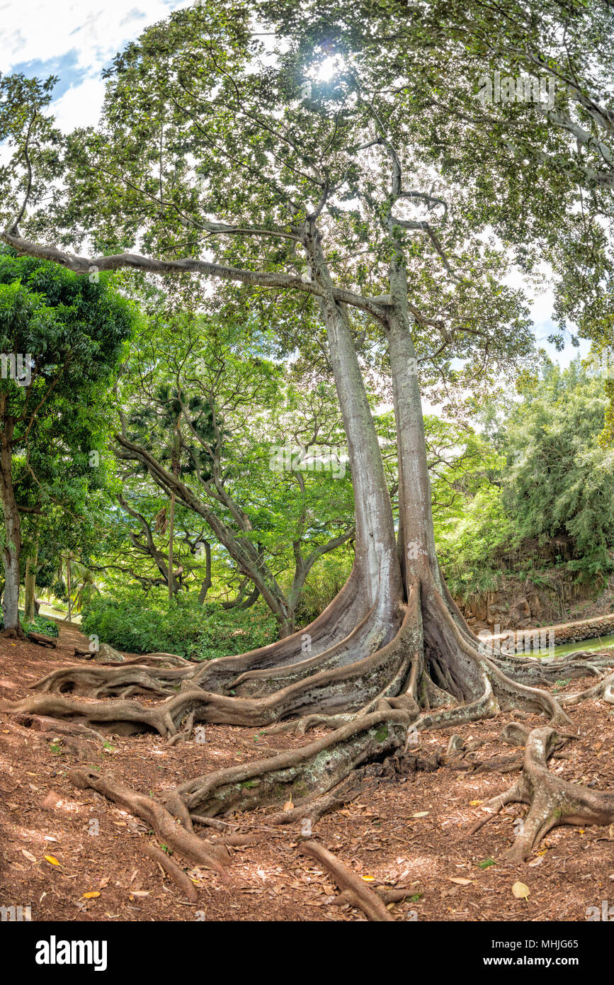 enormous roots big tree at Arlington botanical gardens Stock Photo - Alamy