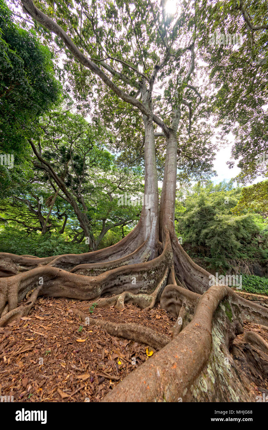 Inside tropical rainforest in Hawaii at Arlington botanical gardens ...