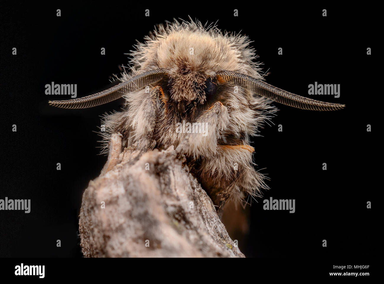 Moth insect nature wildlife hi-res stock photography and images - Alamy