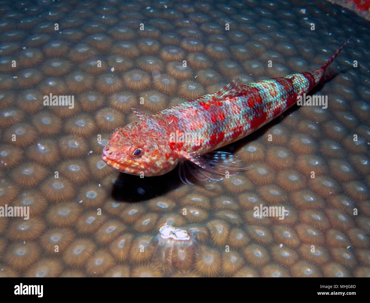 Reef lizardfish hi-res stock photography and images - Alamy