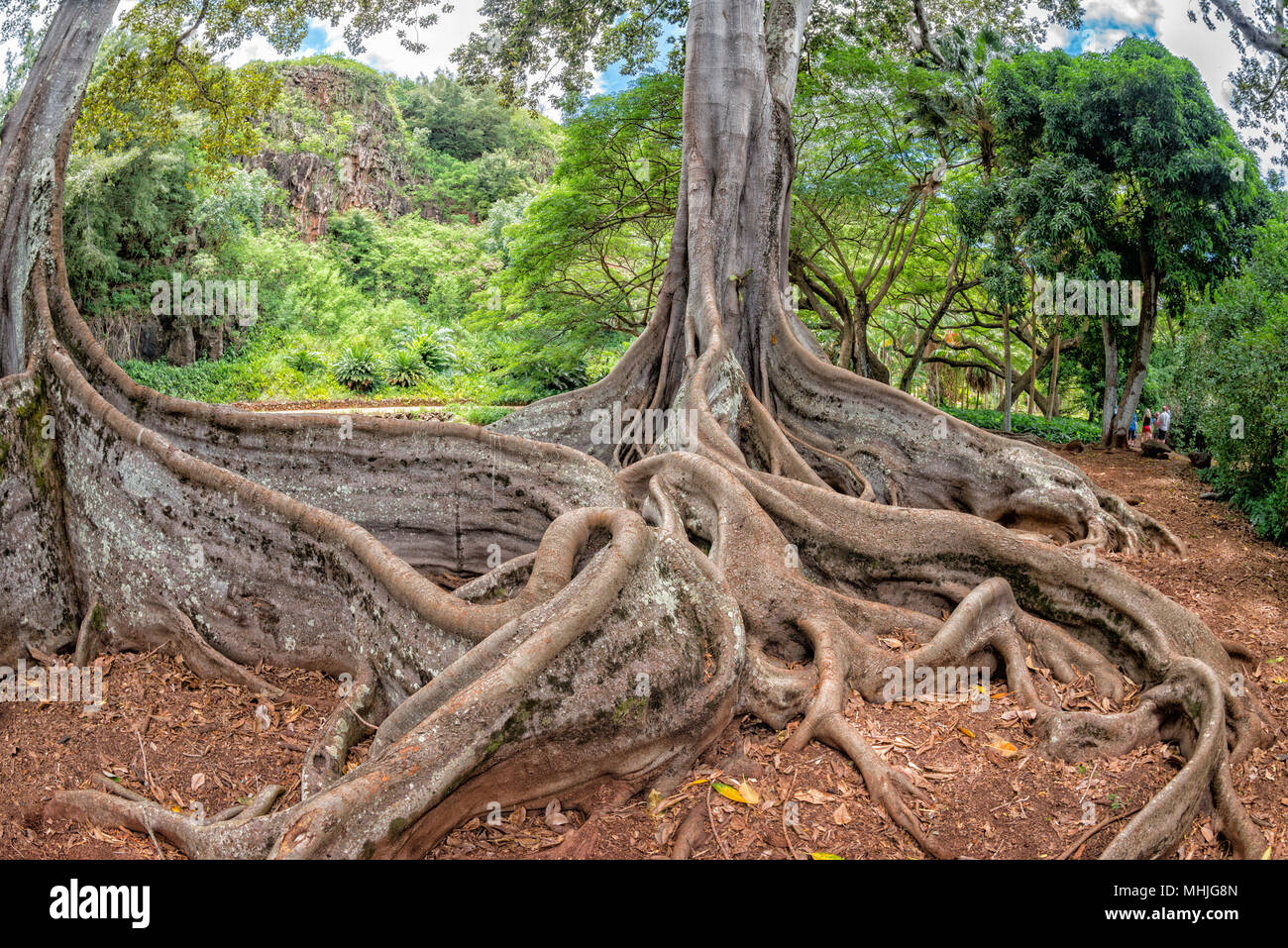 enormous roots big tree at Arlington botanical gardensset of pirates of ...