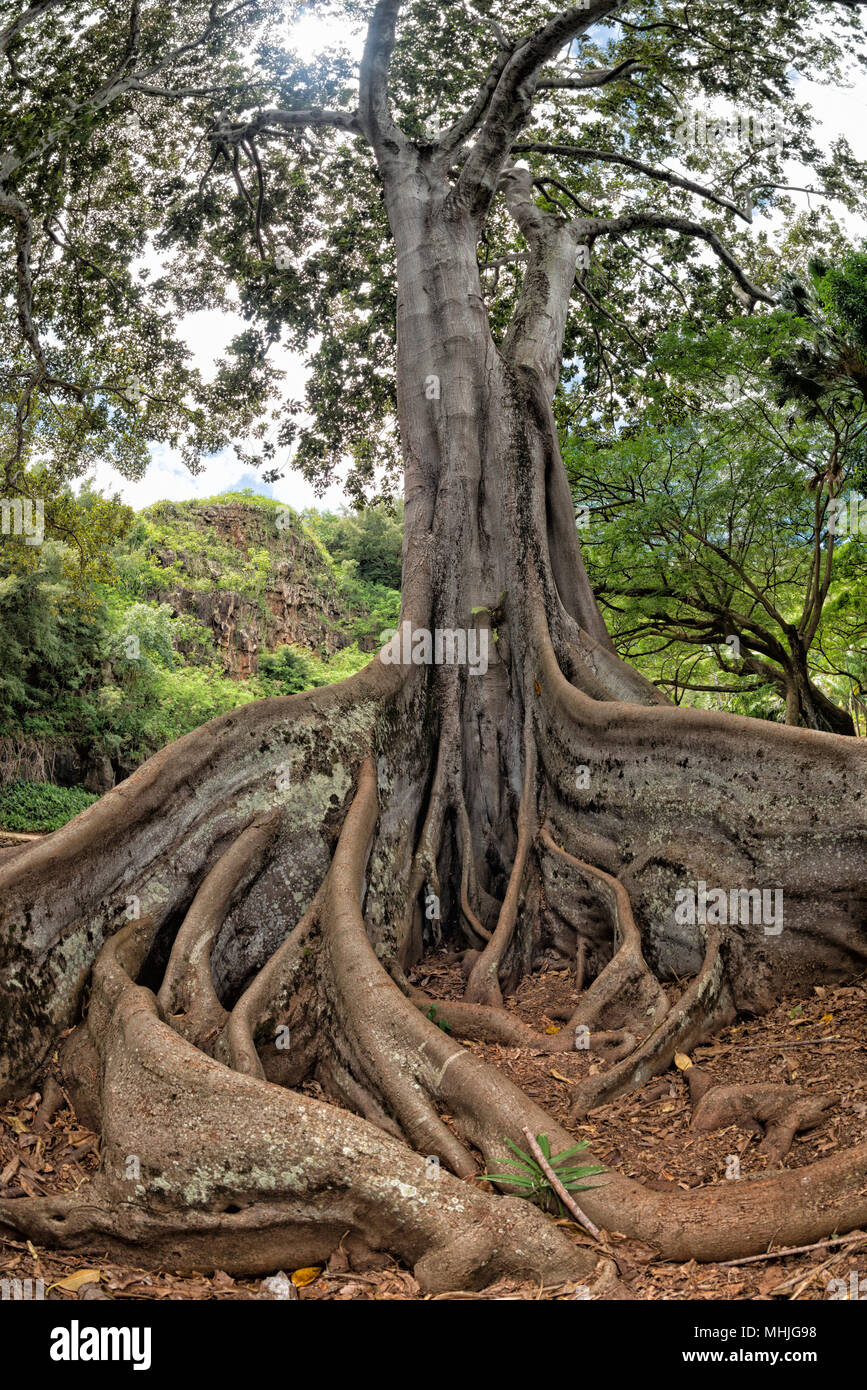 Enormous roots big tree hi-res stock photography and images - Alamy