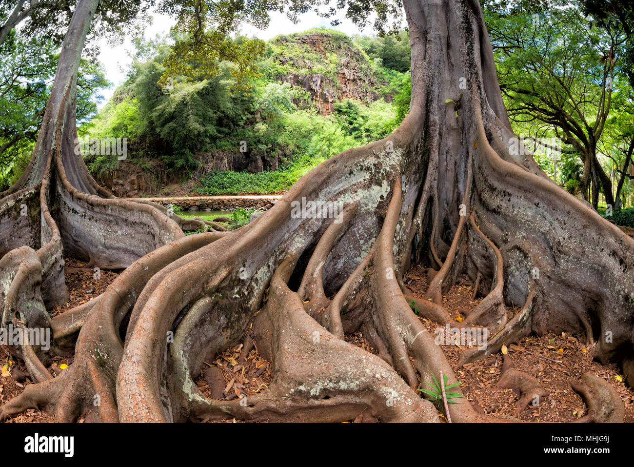 enormous roots big tree at Arlington botanical gardens Stock Photo - Alamy