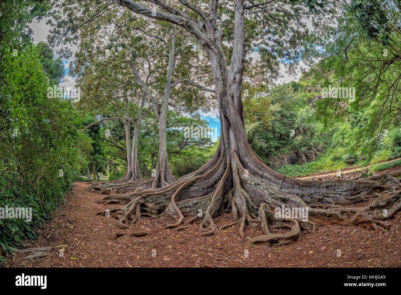 enormous roots big tree at Arlington botanical gardensset of pirates of ...