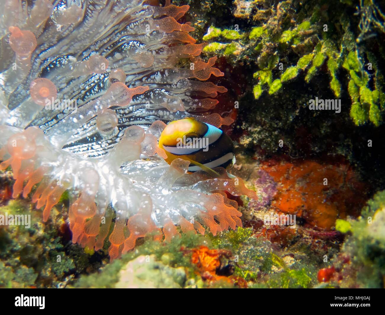 Clark's Anemonefish (Amphiprion clarckii) or clown fish in it's anemone ...