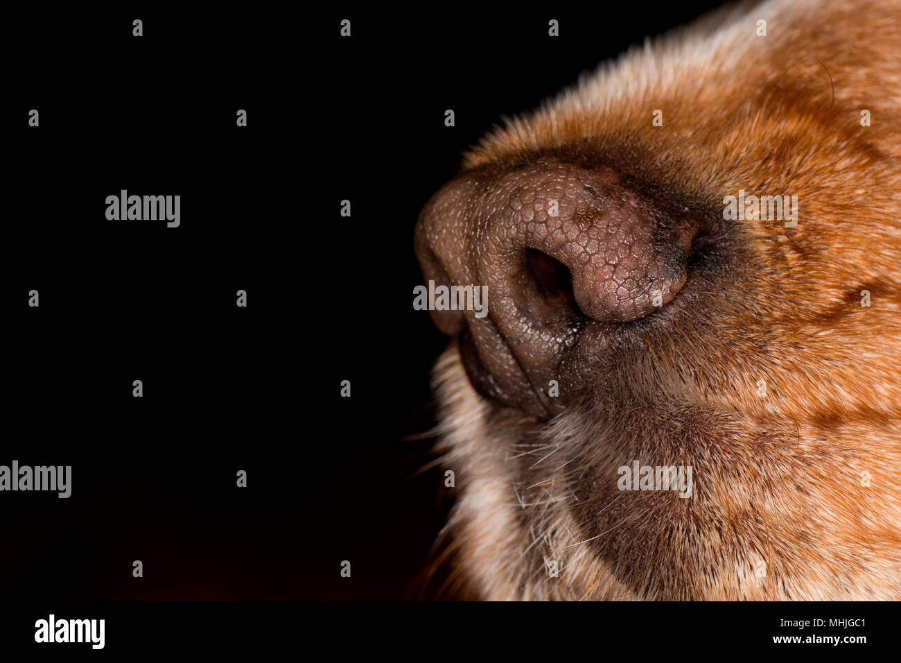 dog nose macro close up detail Stock Photo - Alamy
