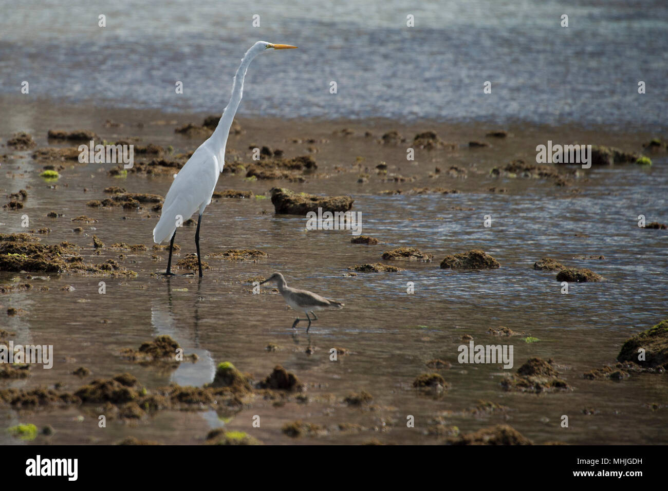 White egret heron portrait on the beach sand background Stock Photo - Alamy