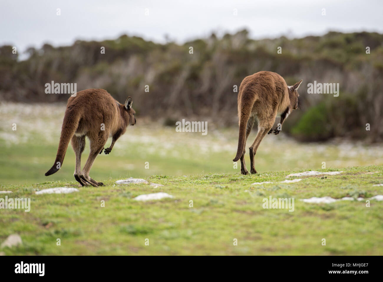 Kangaroos Jumping High Resolution Stock Photography and Images - Alamy