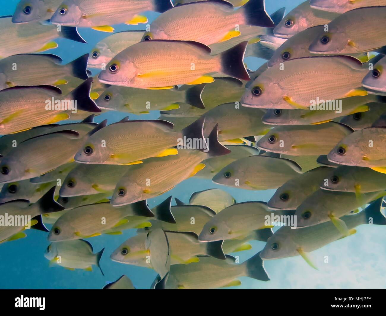 A school of Blacktail Snapper (Lutjanus fulvus) in the Pacific Ocean ...