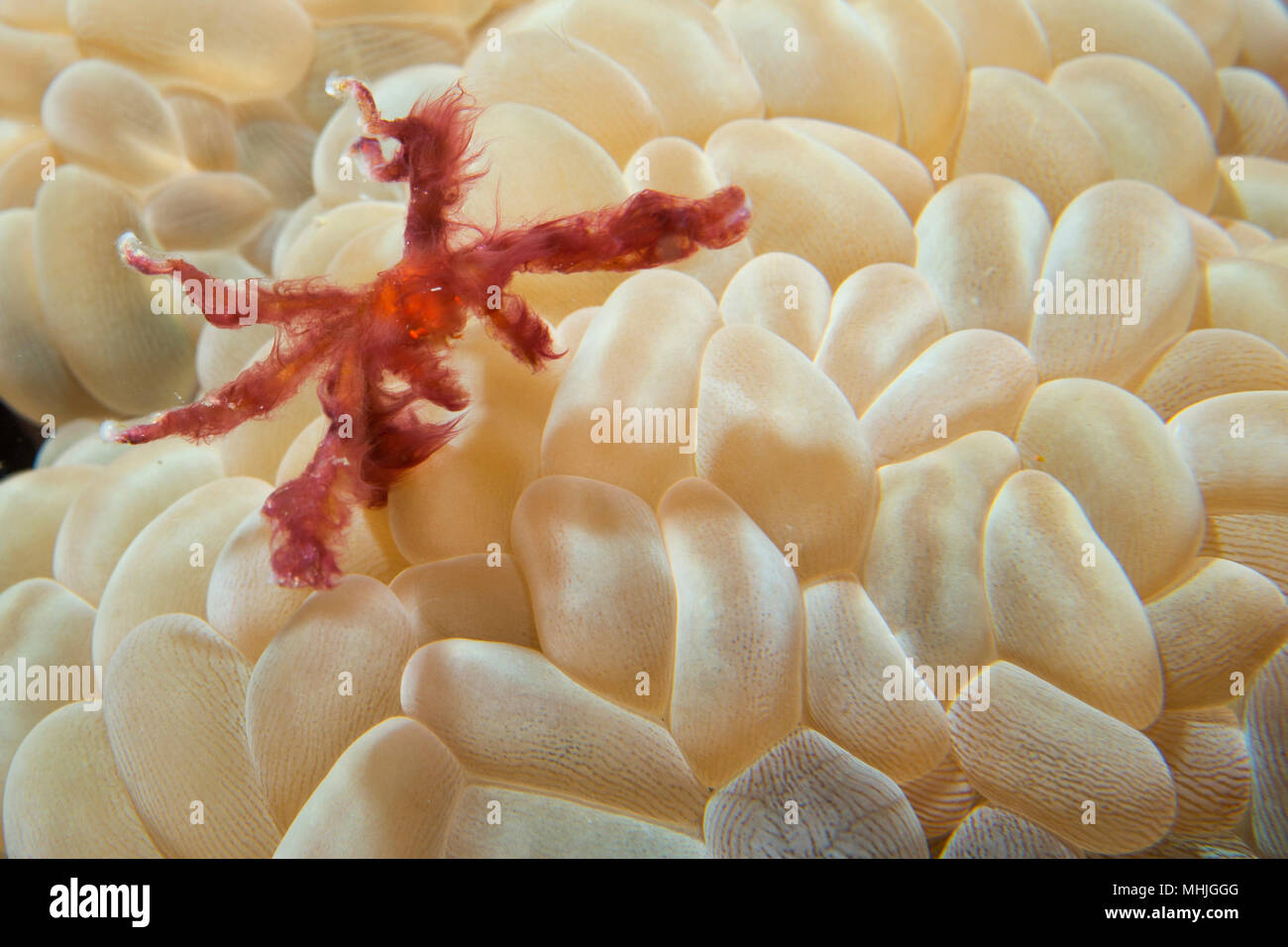 Red orang utan crab on hard coral macro in Cebu Philippines Stock Photo ...