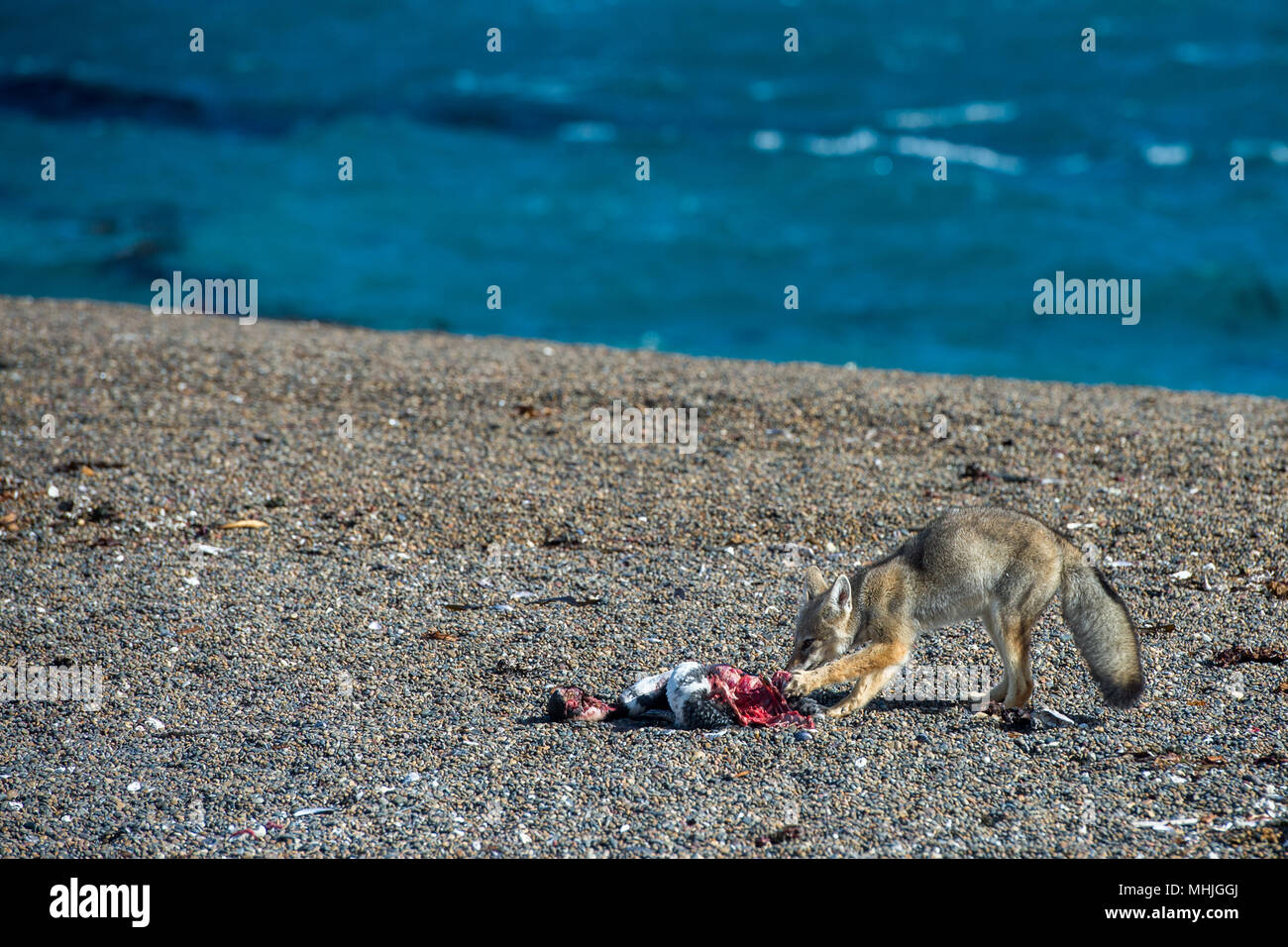 grey fox eating a penguin and fighting Stock Photo - Alamy