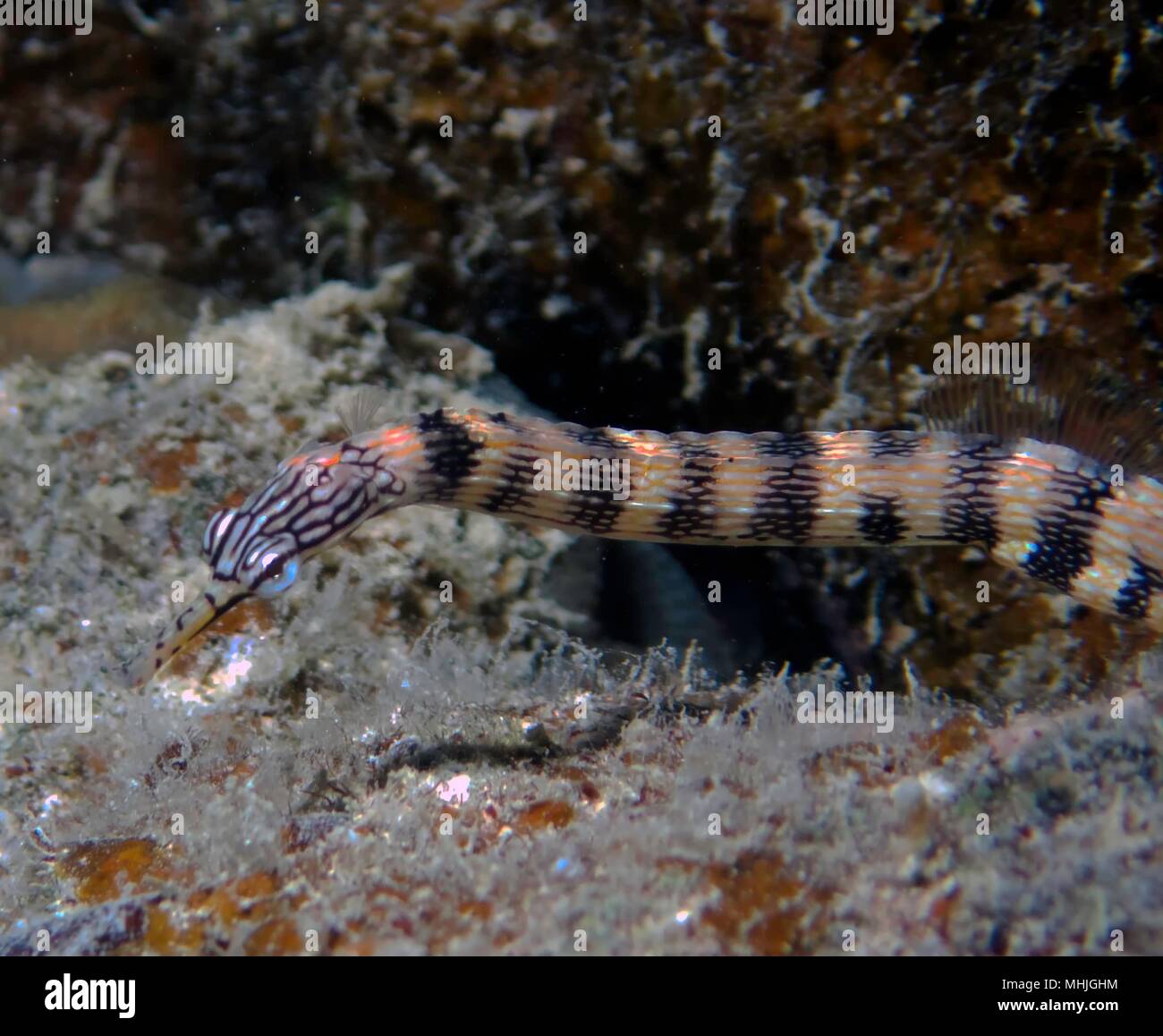 Network pipefish hi-res stock photography and images - Alamy