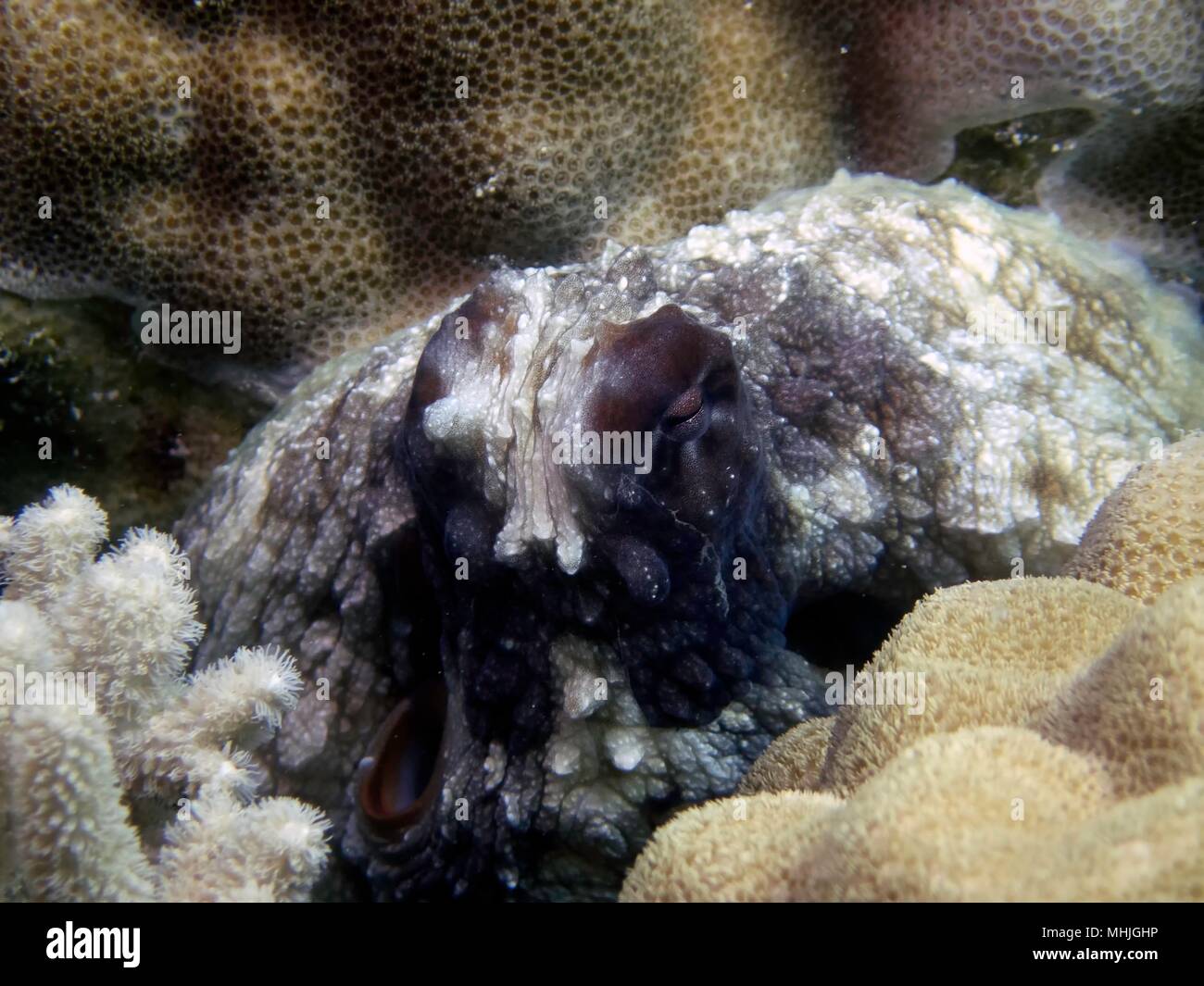 Indo pacific day octopus octopus cyanea hi-res stock photography and ...