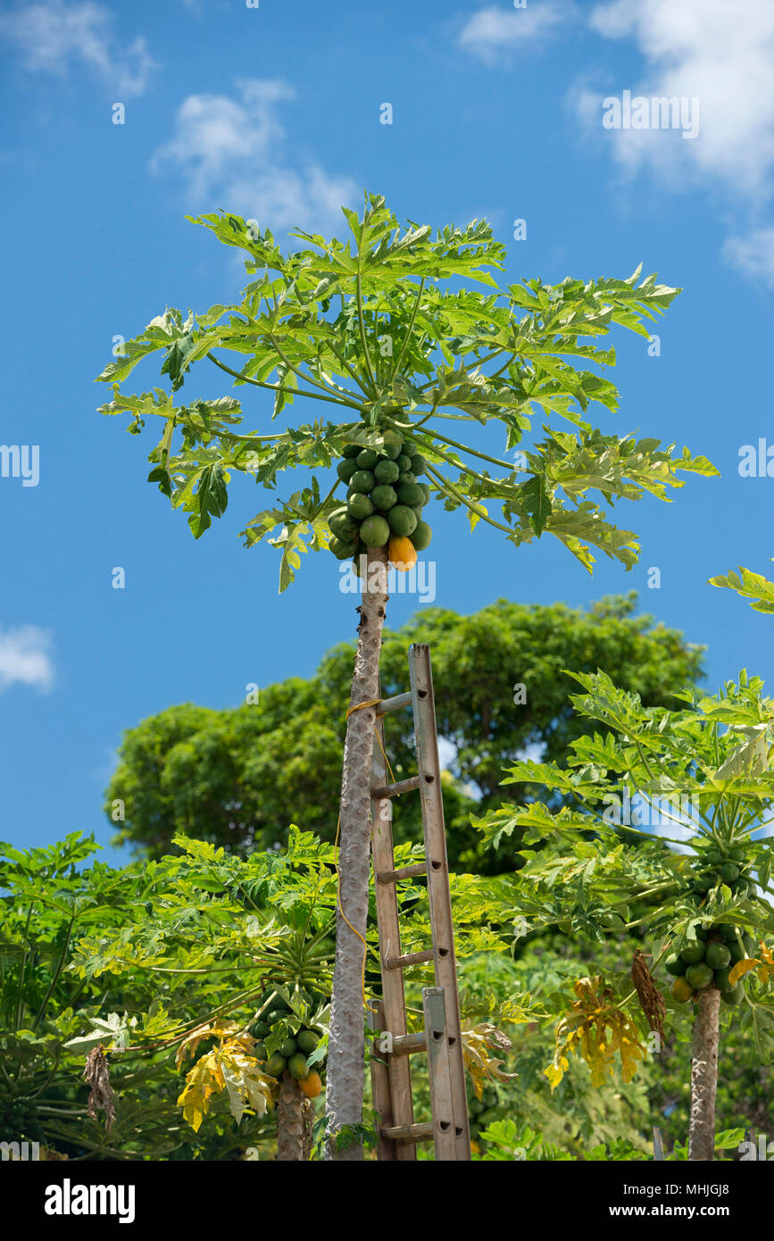 Mature papaya on a tree ready for harvest Stock Photo - Alamy