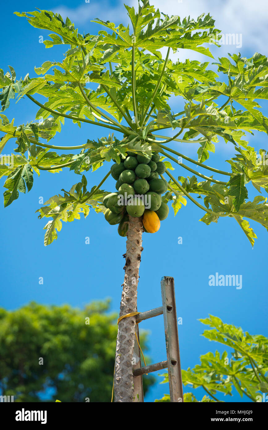 Mature papaya on a tree ready for harvest Stock Photo - Alamy