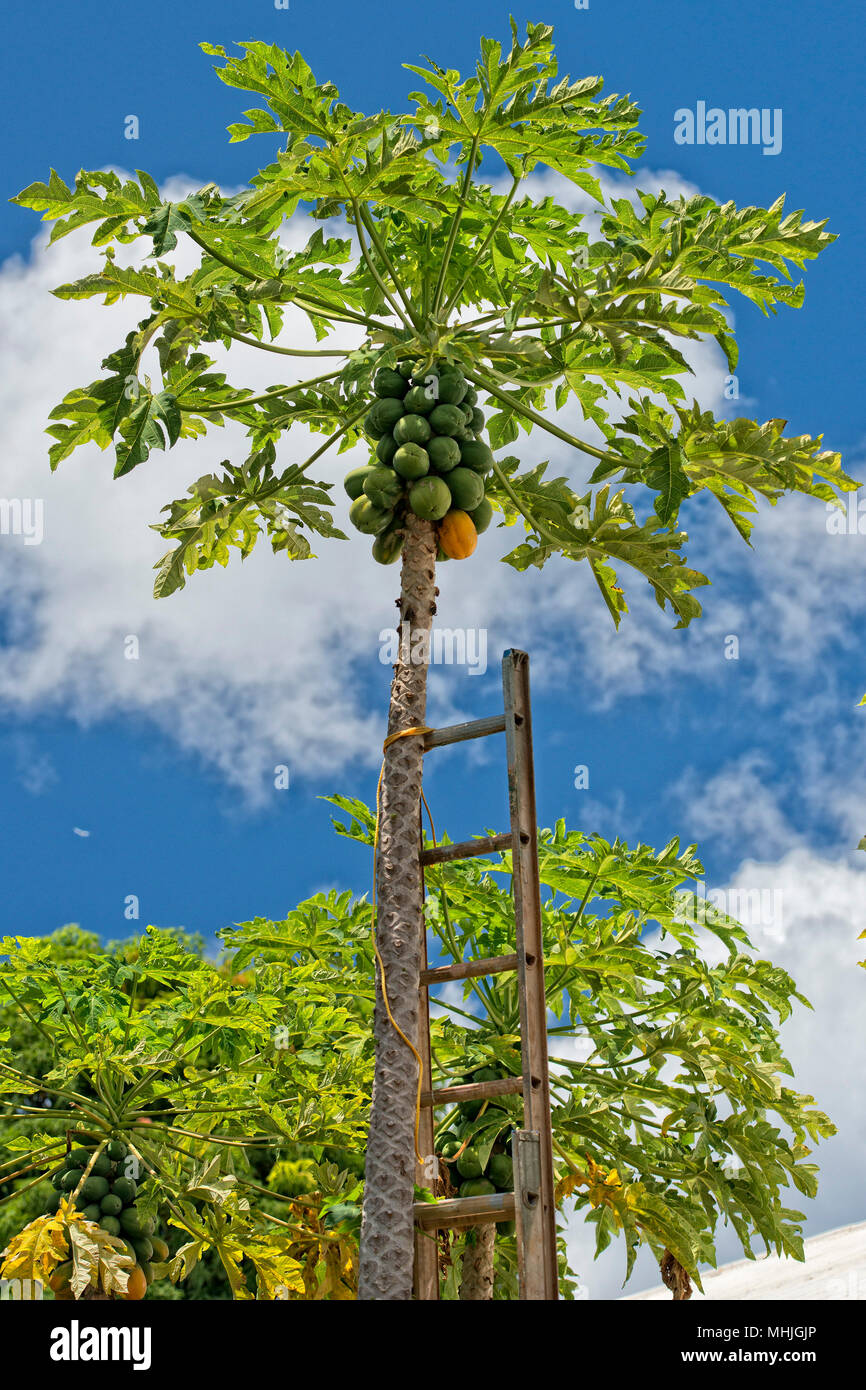 Mature papaya on a tree ready for harvest Stock Photo - Alamy