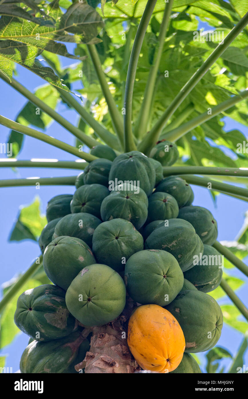 Mature papaya on a tree ready for harvest Stock Photo - Alamy