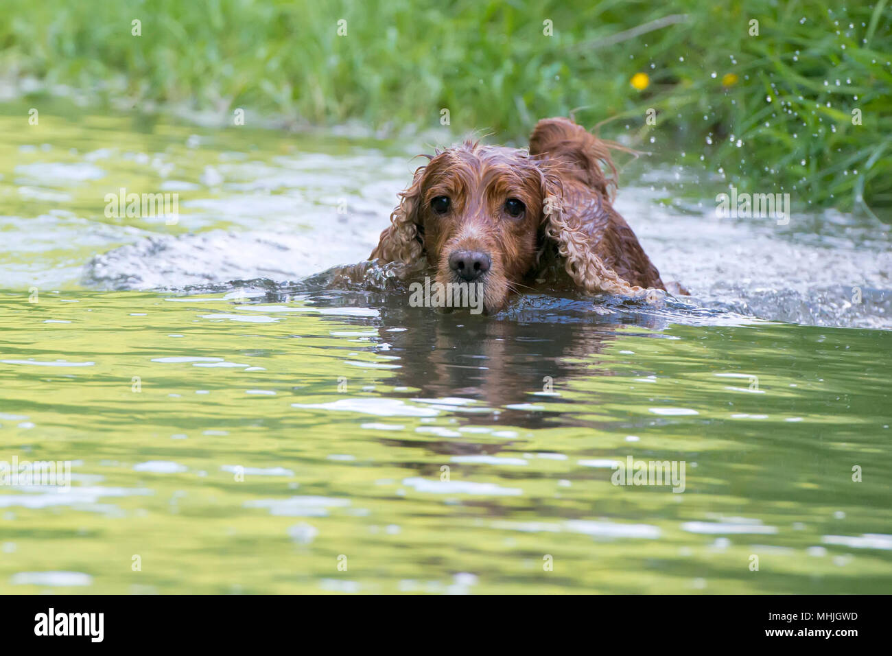 Isolated english cocker spaniel while playing in the river Stock Photo ...