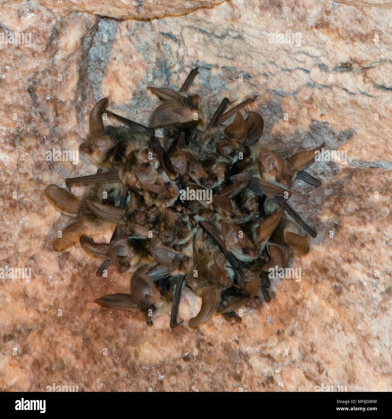 Bat hanging from ceiling hi-res stock photography and images - Alamy