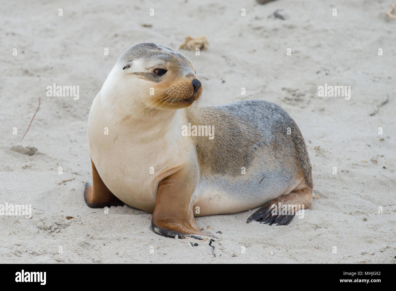 Australian Sea Lion Pup