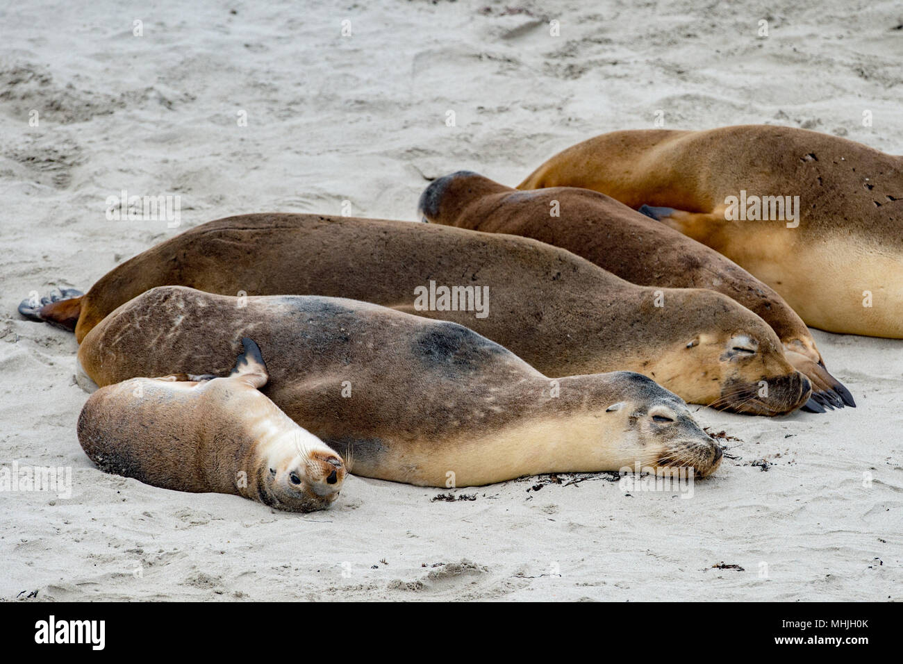 australian sea lion in kangaroo island sandy beach Stock Photo - Alamy