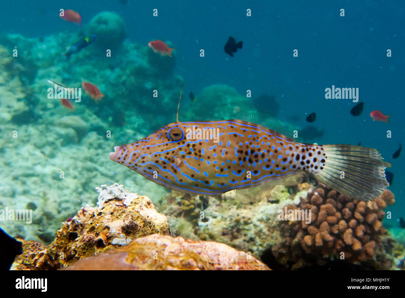 An isolated harlequin file fish looking at you while swimming in the ...