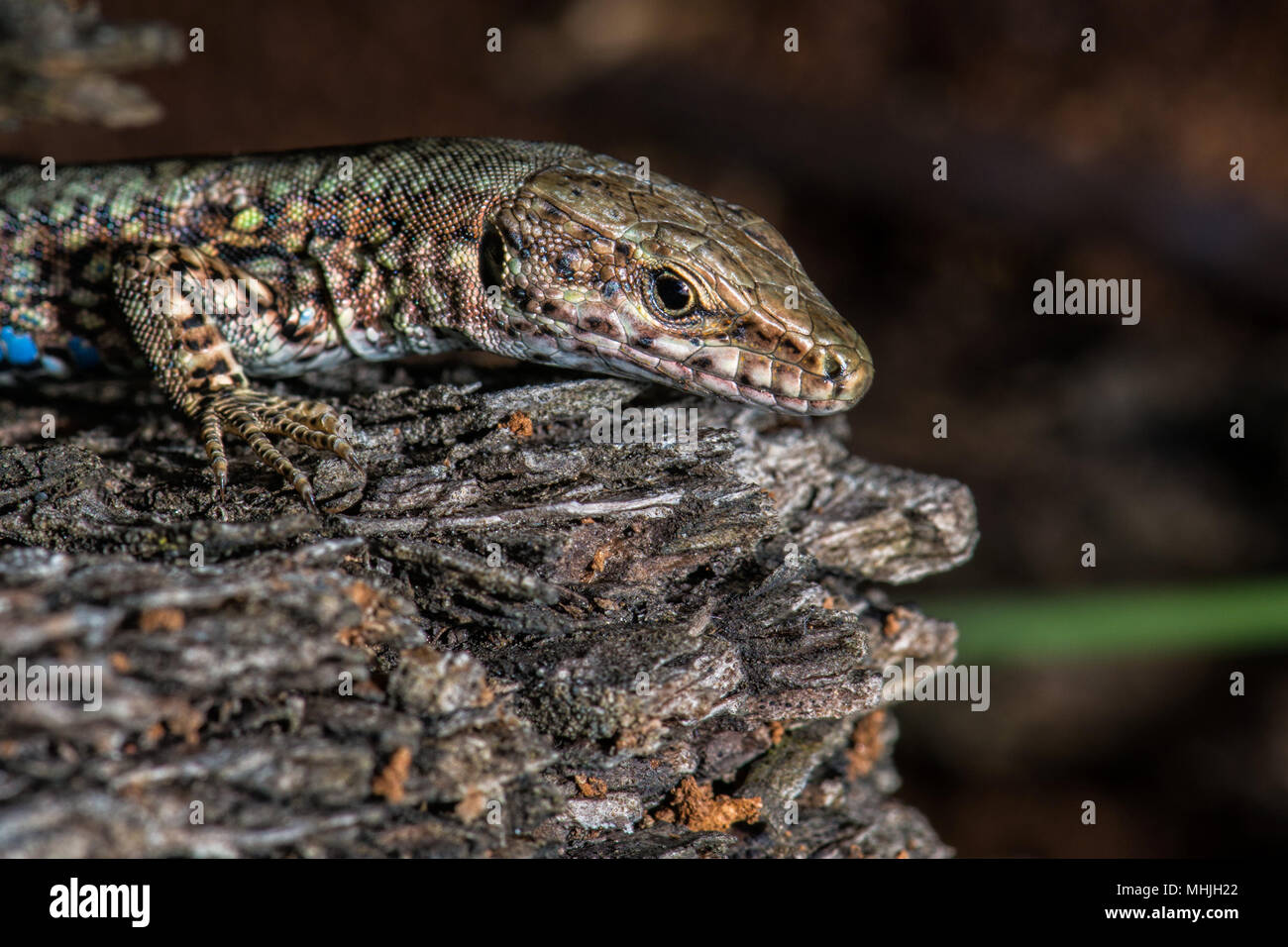 Dragon looking at you hi-res stock photography and images - Alamy