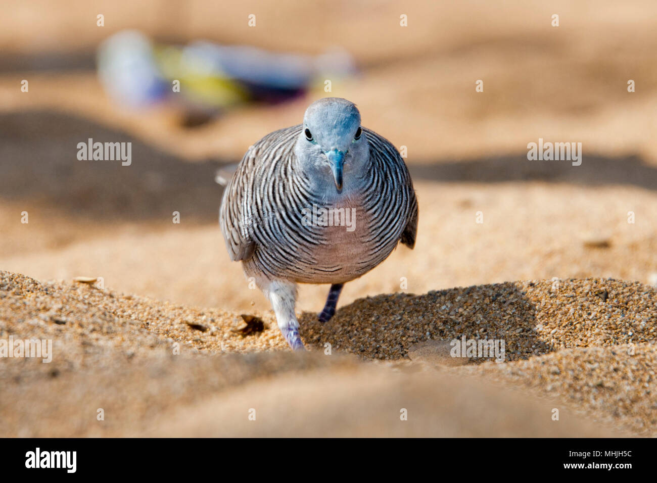 chinese spotted dove on hawaiian sandy beach Stock Photo - Alamy