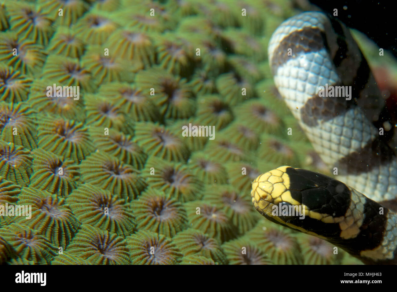 The poisonus black and white sea snake on hard coral in Cebu ...