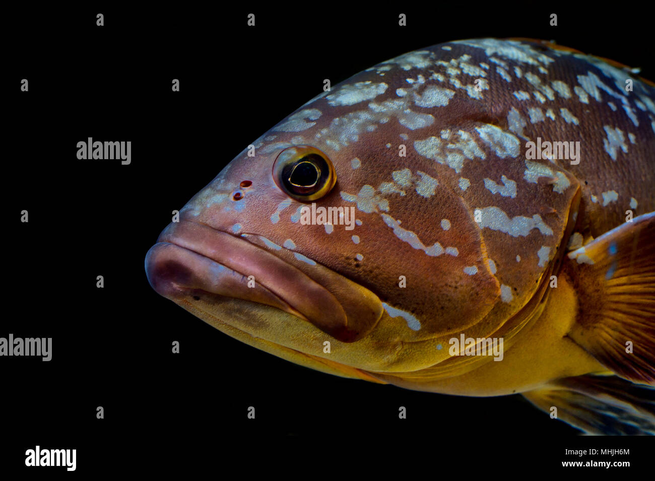 An isolated an black colorful grouper Stock Photo - Alamy