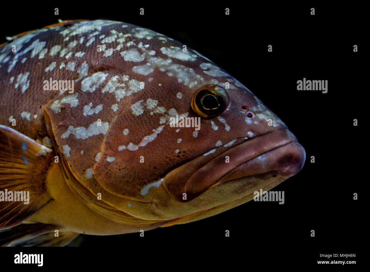 Black grouper fishing hi-res stock photography and images - Alamy