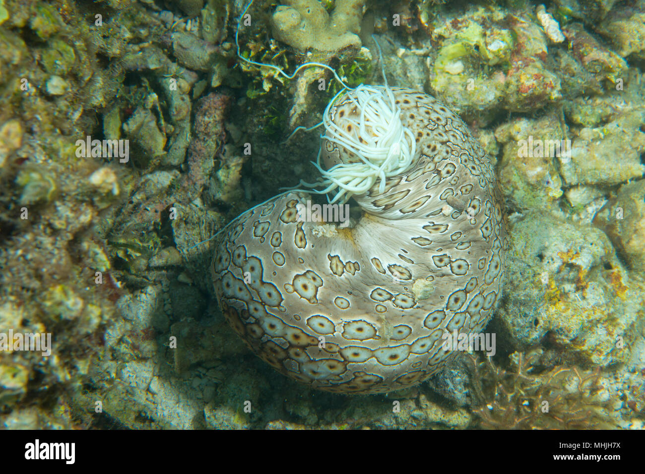 Trepang hi-res stock photography and images - Alamy