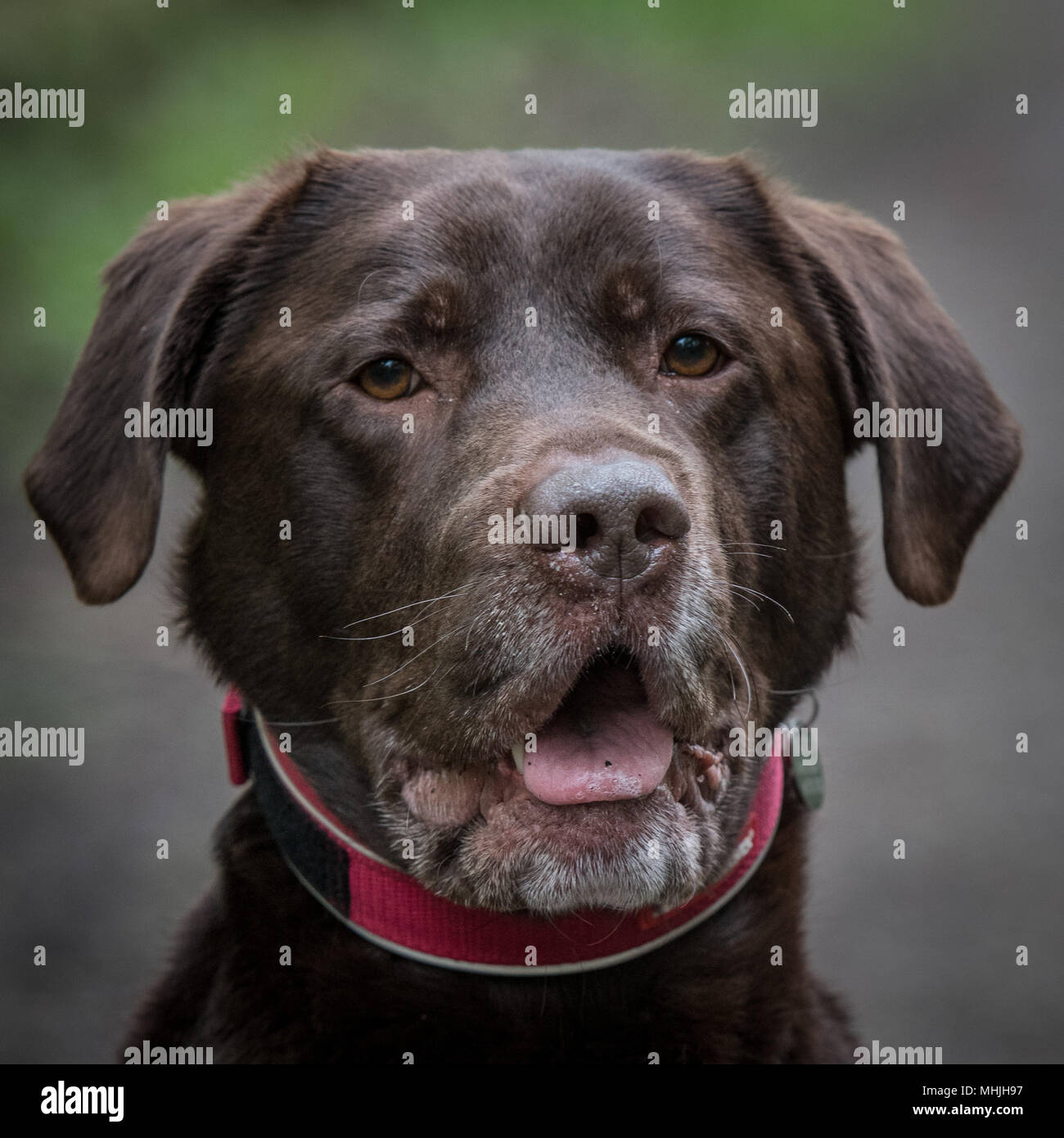 Labrador Retriever Playing in Water Stock Photo - Alamy