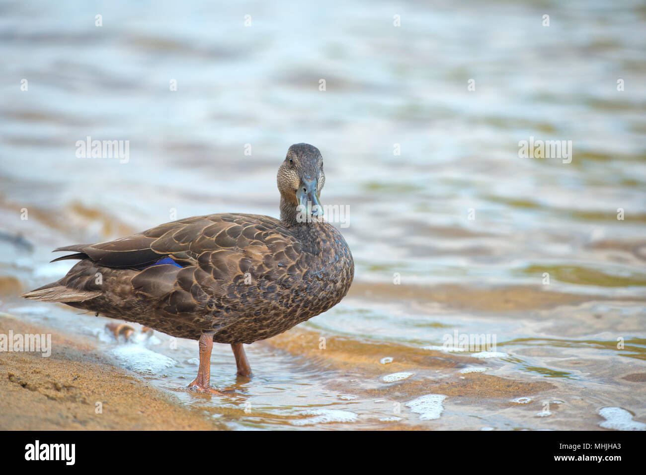 Female mandarin duck wing hi-res stock photography and images - Alamy